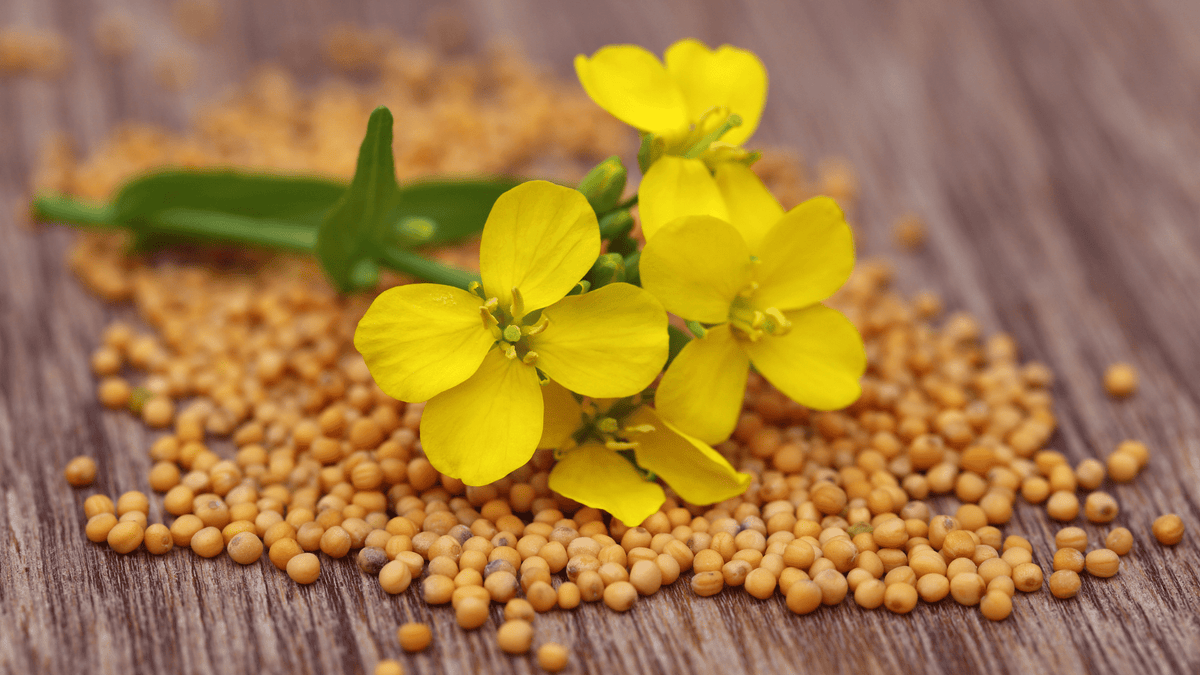Faith Like a Mustard Seed: Strength in the Crushing– RafaMind